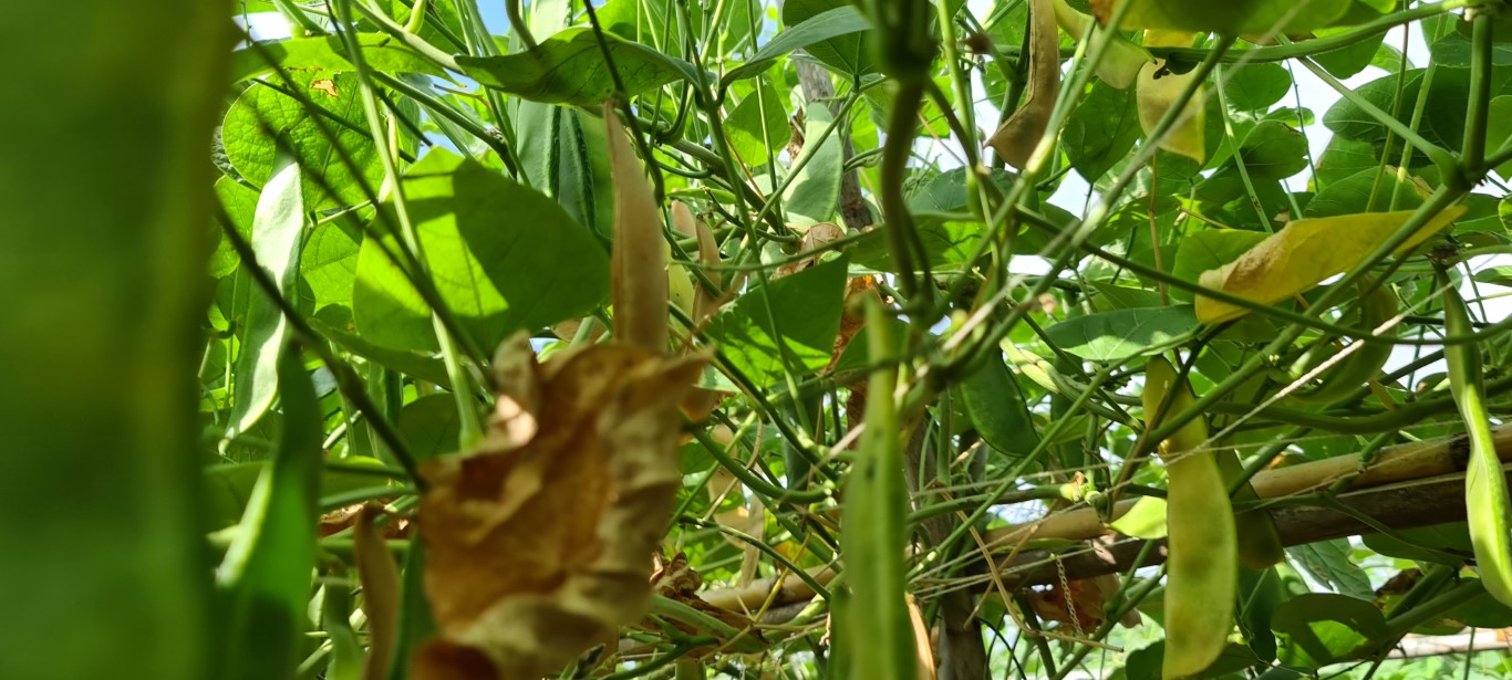 El garrofón y sus curiosidades