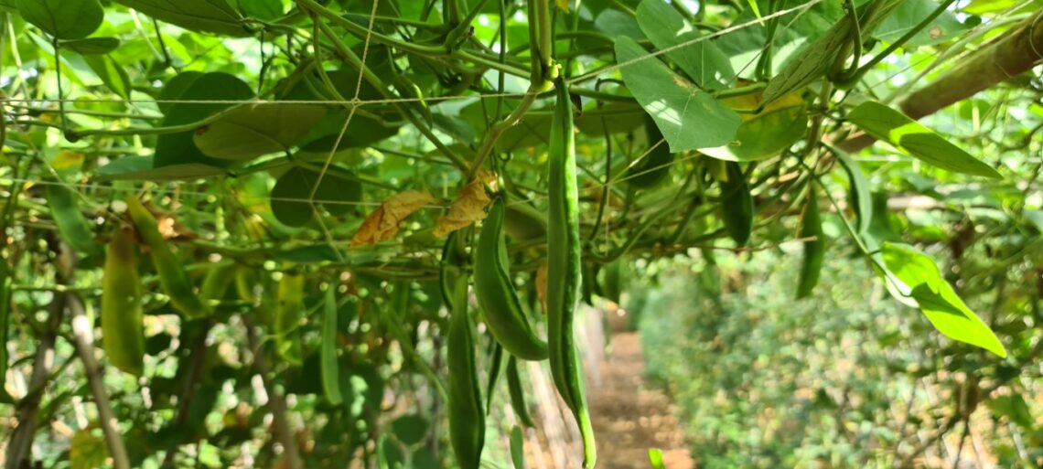 En defensa de variedades de Garrofó de la Comunidad Valenciana